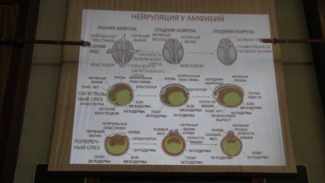 Голиченков В. А. - Эмбриология - 7. Нейруляция