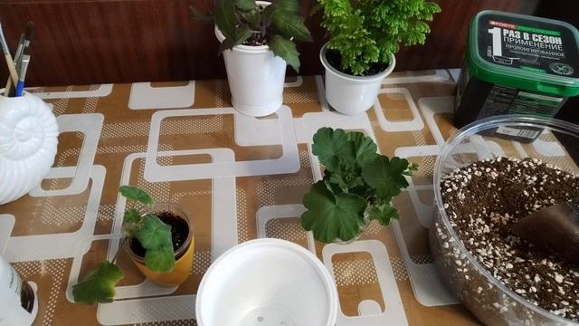 Посадка укоренившихся черенков Генуры и Герани в грунт. Новое растение Селагинелла 💞