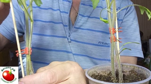 Прививаем помидоры метод аблактировка