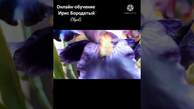 Ирис Бородатый пром ролик онлайн-обучение /Мурзилкина Ольга