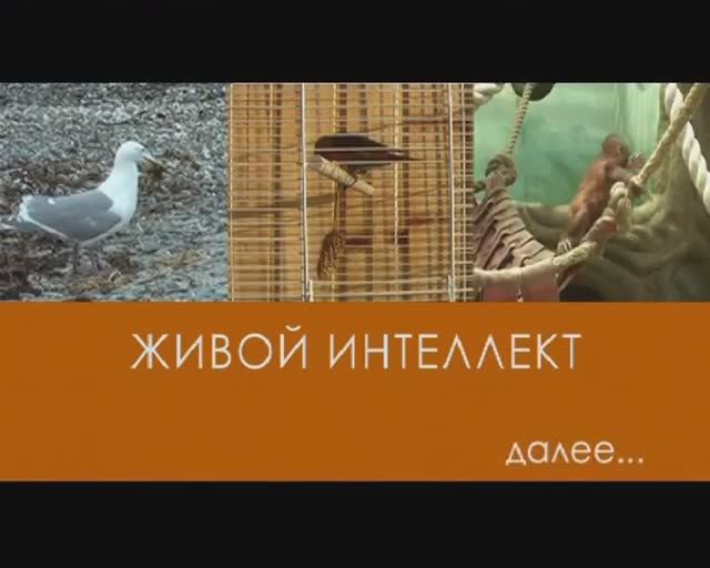 "живой интеллект" /видео для внутреннего пользования, публичное размещение запрещено/