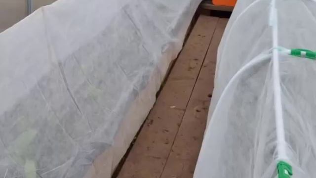 Безрассадные помидоры  Выращивание.