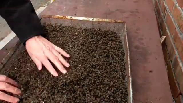 Подготовка подмора для изготовления лекарств/cure of bee products