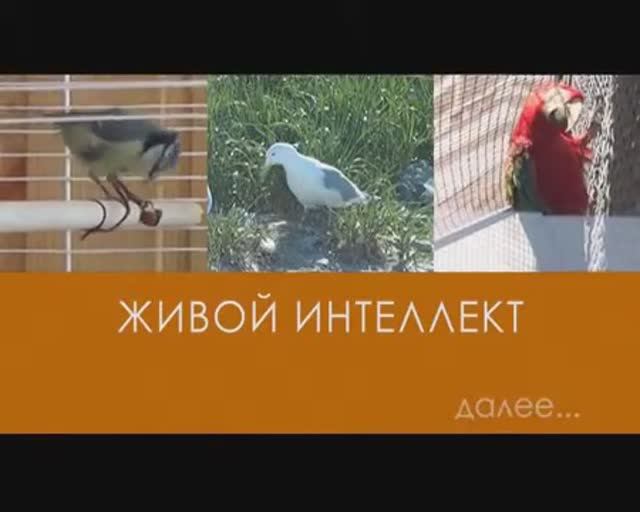 "живой интеллект" /видео для внутреннего пользования, публичное размещение запрещено/