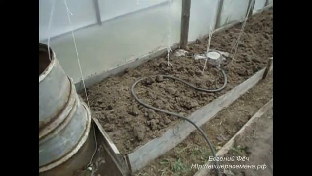 Высадка помидоров в теплицу