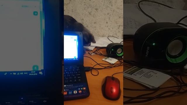 котёнок украл ключи смотри до конца!