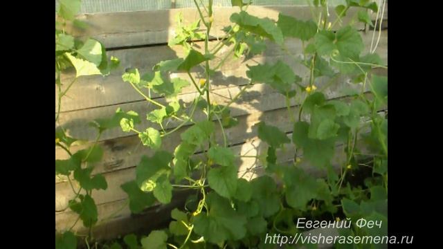 Китайская дыня, "Конфетка".