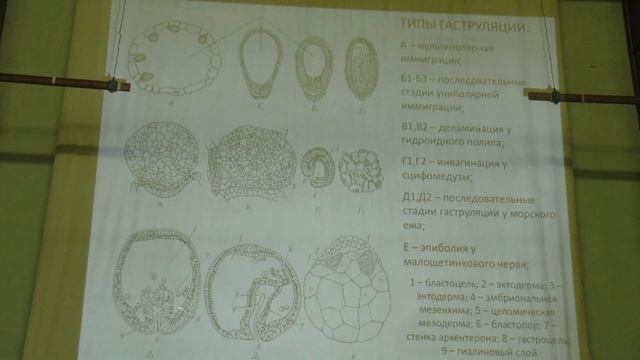 Голиченков В. А. - Эмбриология - 6. Гаструляция