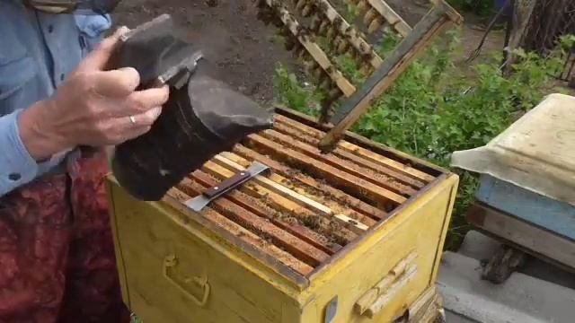 ИНКУБАЦИЯ МАТОК