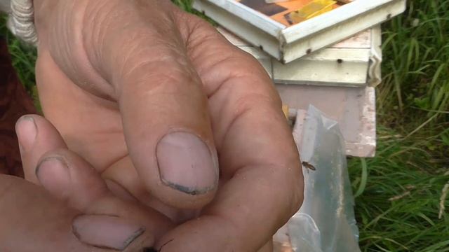 Отбор плодных маток