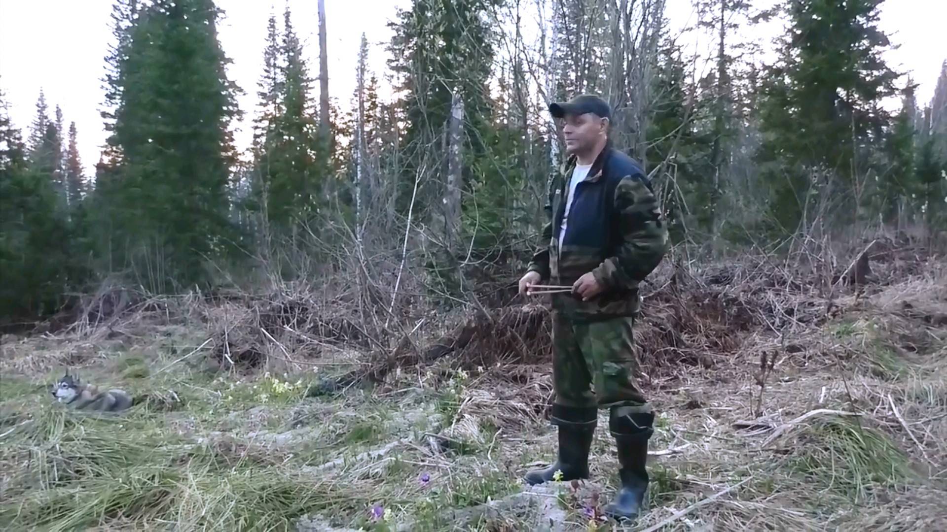 На охоте в весеннем лесу