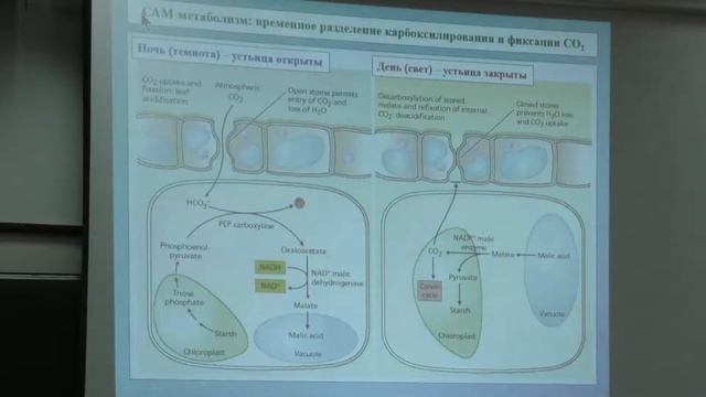 Носов А. М. - Физиология растений I - 7. Фотосинтез, минеральное питание