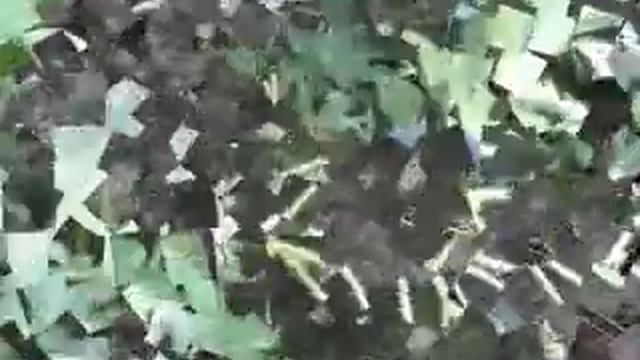 Выращивание арбуза на Севере. Семена почтой http://фечшоп.рф