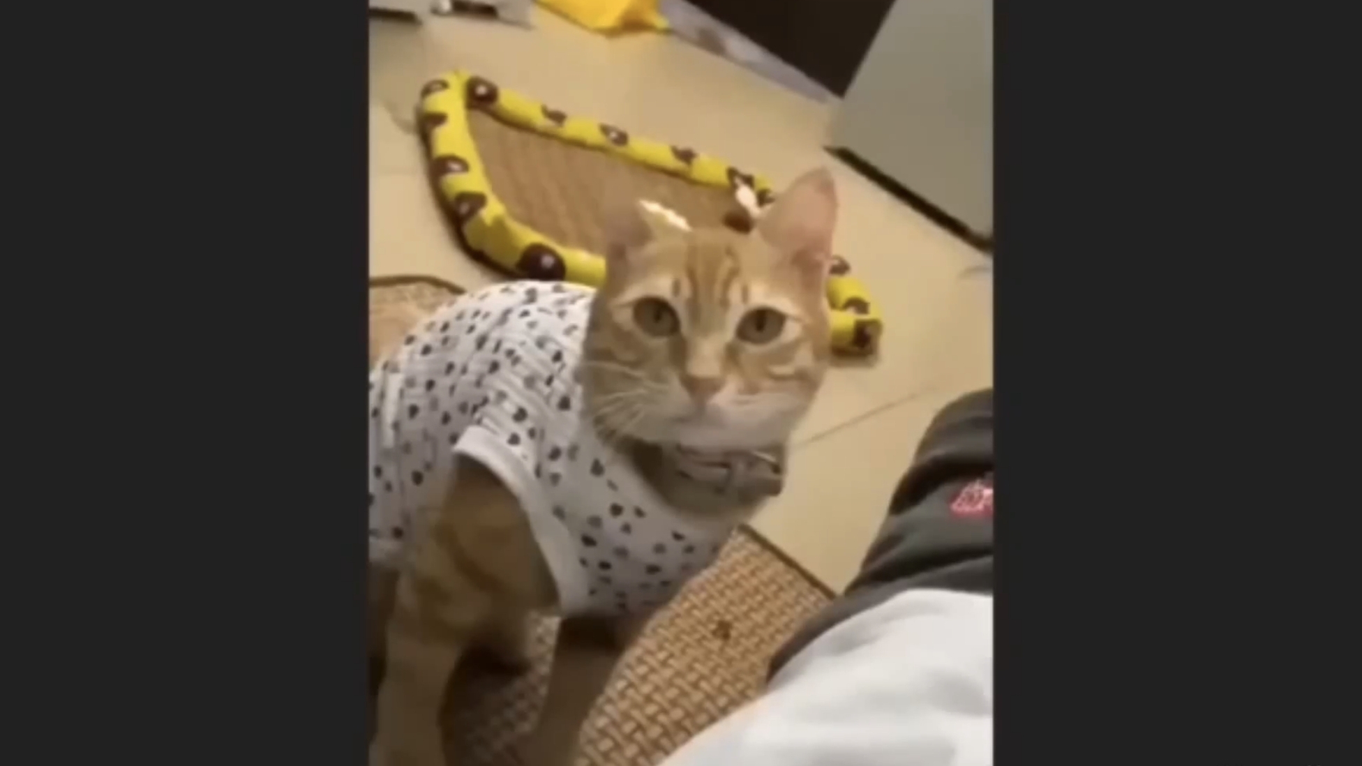 Весёлые коты 1. Ты чё, хозяин?