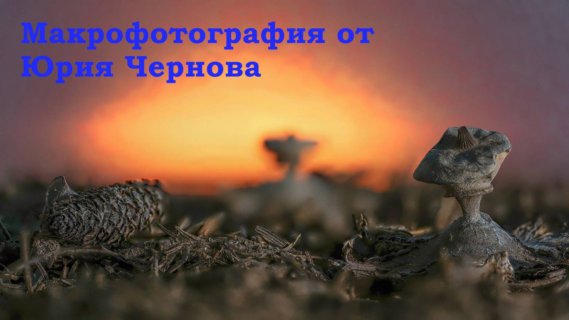 Мастер-класс Юрия Чернова по макрофотографии