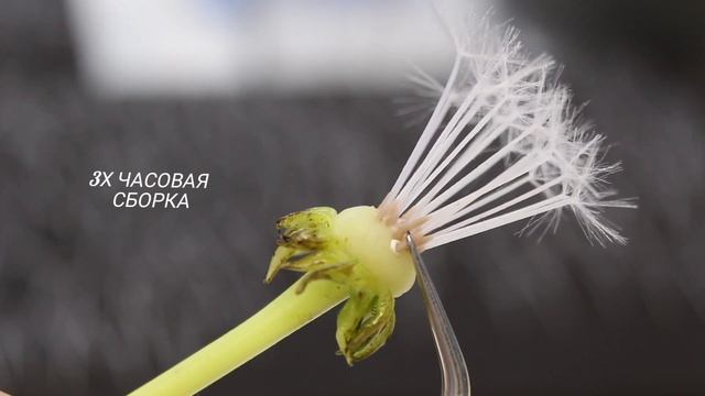 Ботаническая скульптура, одуванчики/ Мурзилкина Ольга