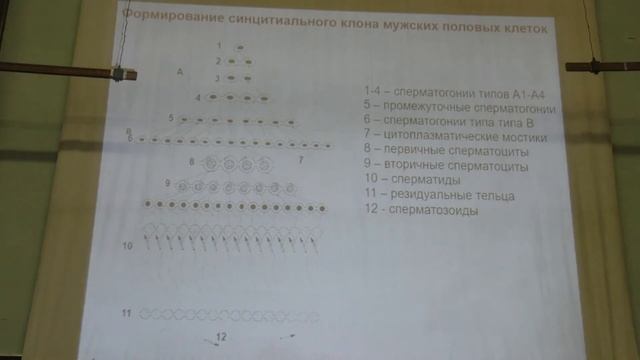 Голиченков В. А. - Эмбриология - 3. Сперматогенез