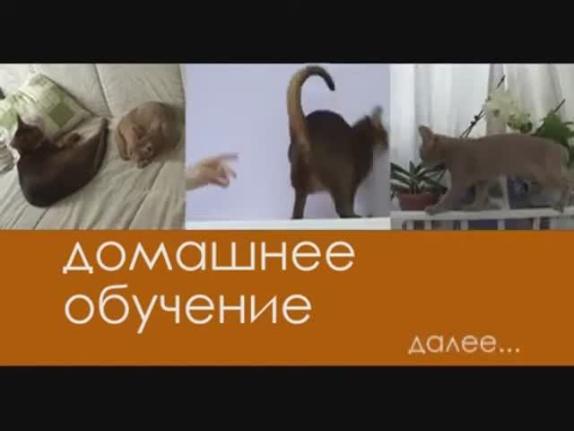 дрессировка 2016 /видео для внутреннего пользования, публичное размещение запрещено/