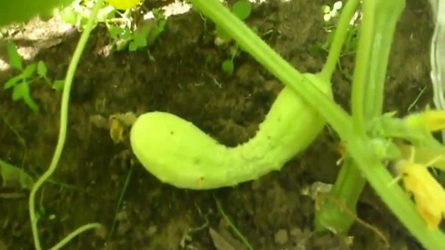 Выращивание огурцов. Огурцы в парнике.