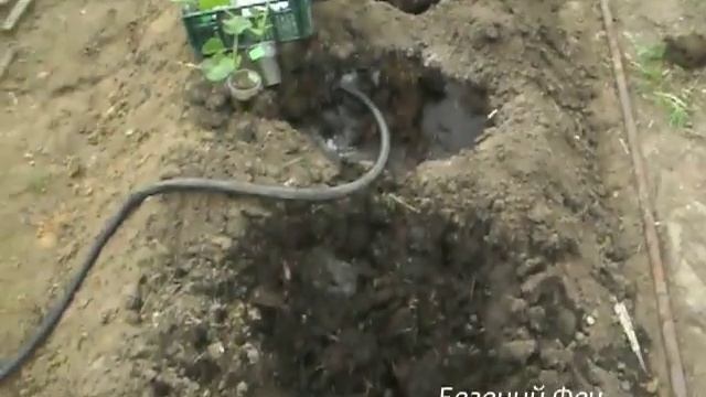 Патиссоны. семена почтой http://xn--e1asdrqg.xn--p1ai