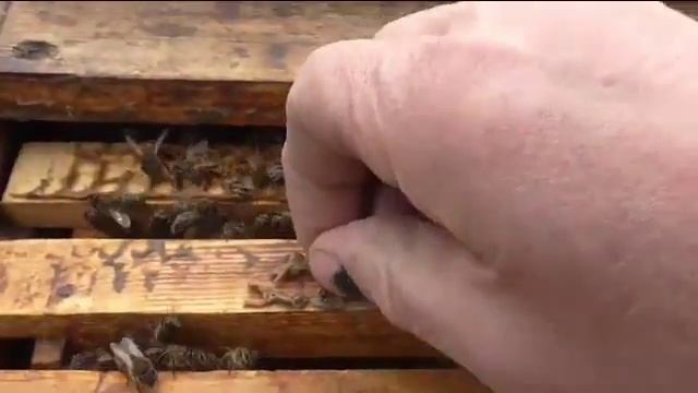 Секреты технологии вывода трутней/breeding drones