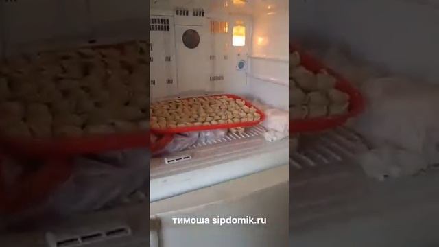 Мамочка 83 лепит пельмешки