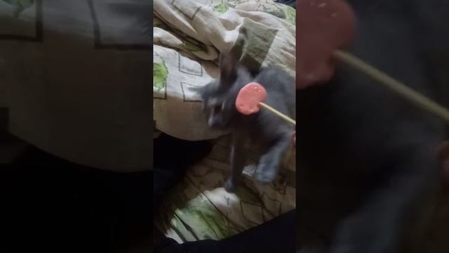 котёнок любит конфеты