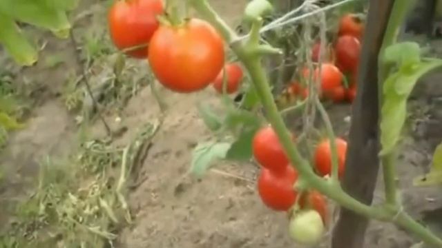 Какие ультраскороспелые сорта томатов высажу на следующий год? Точно не останусь без урожая!!!