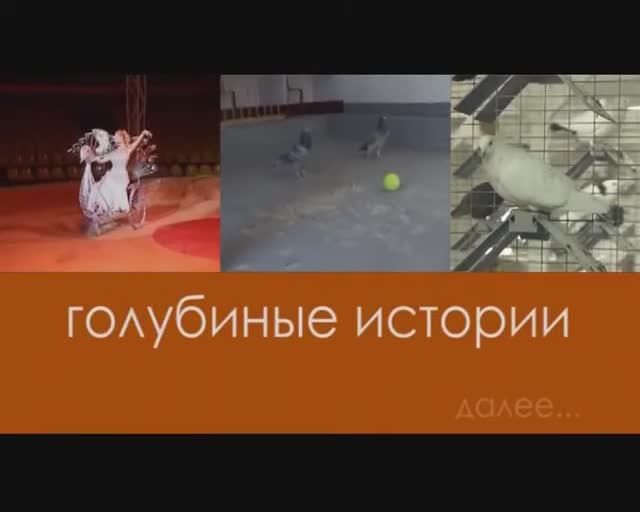 "голубиные истории"/видео для внутреннего пользования, публичное размещение запрещено/