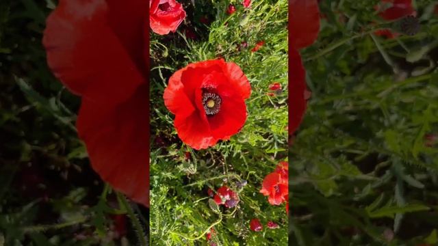 Маковые поля Красота псковщины #природа #цветы #деревня