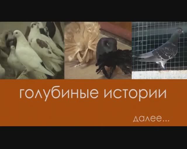 "голубиные истории"/видео для внутреннего пользования, публичное размещение запрещено/