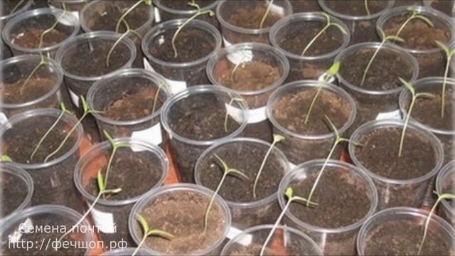 Не спешите сажать огурцы на рассаду!