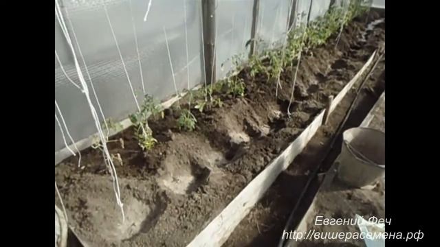 Высаживаем помидоры в теплицу  Часть 2
