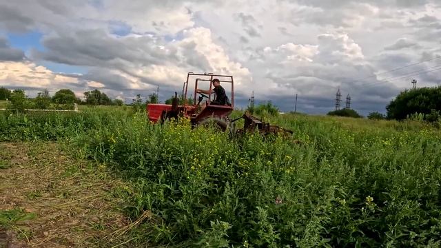 ЧП на картофельном поле! Спасаем урожай! Трактор Т-25А с окучником творит чудеса!