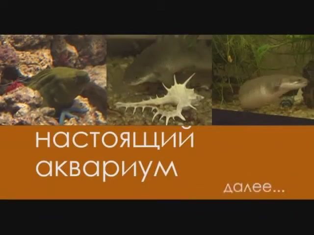 аквариумы 2016 /видео для внутреннего пользования, публичное размещение запрещено/