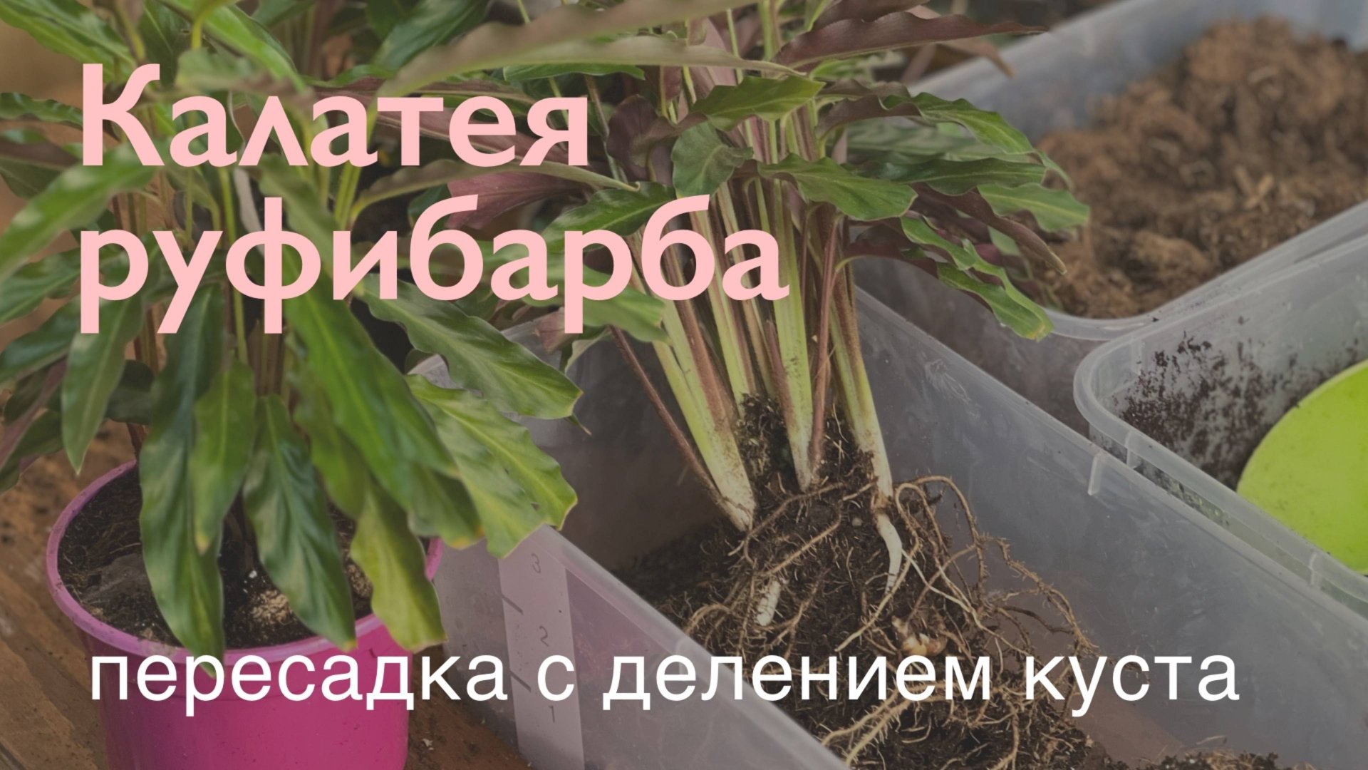 №86. Калатея Руфибарба. Пересадка с делением куста (размножение делением).