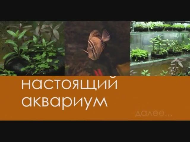 аквариумы 2016 /видео для внутреннего пользования, публичное размещение запрещено/