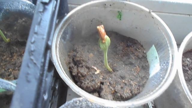 Тыква фиголистная