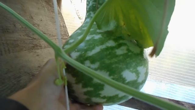 Лагенария  Гусь в яблоках