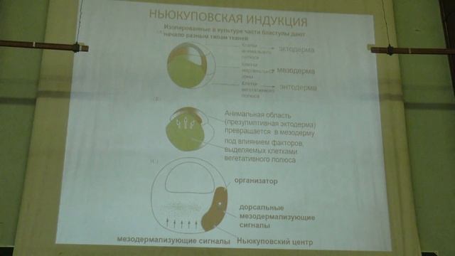 Голиченков В. А. - Эмбриология - 8. Эмбриональная индукция