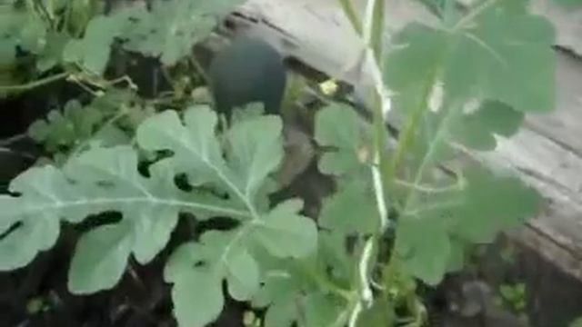 Арбуз Сибиряк для Севера!