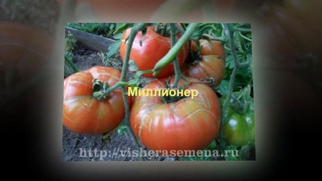 Сорта для теплиц которые я выращиваю на Северном Урале