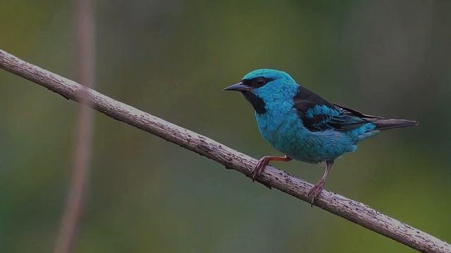 12669616_3840_2160_60fps