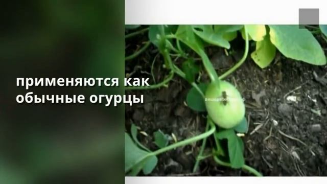 Экзотика на даче!