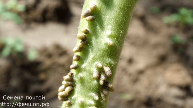 Помидорные секреты.