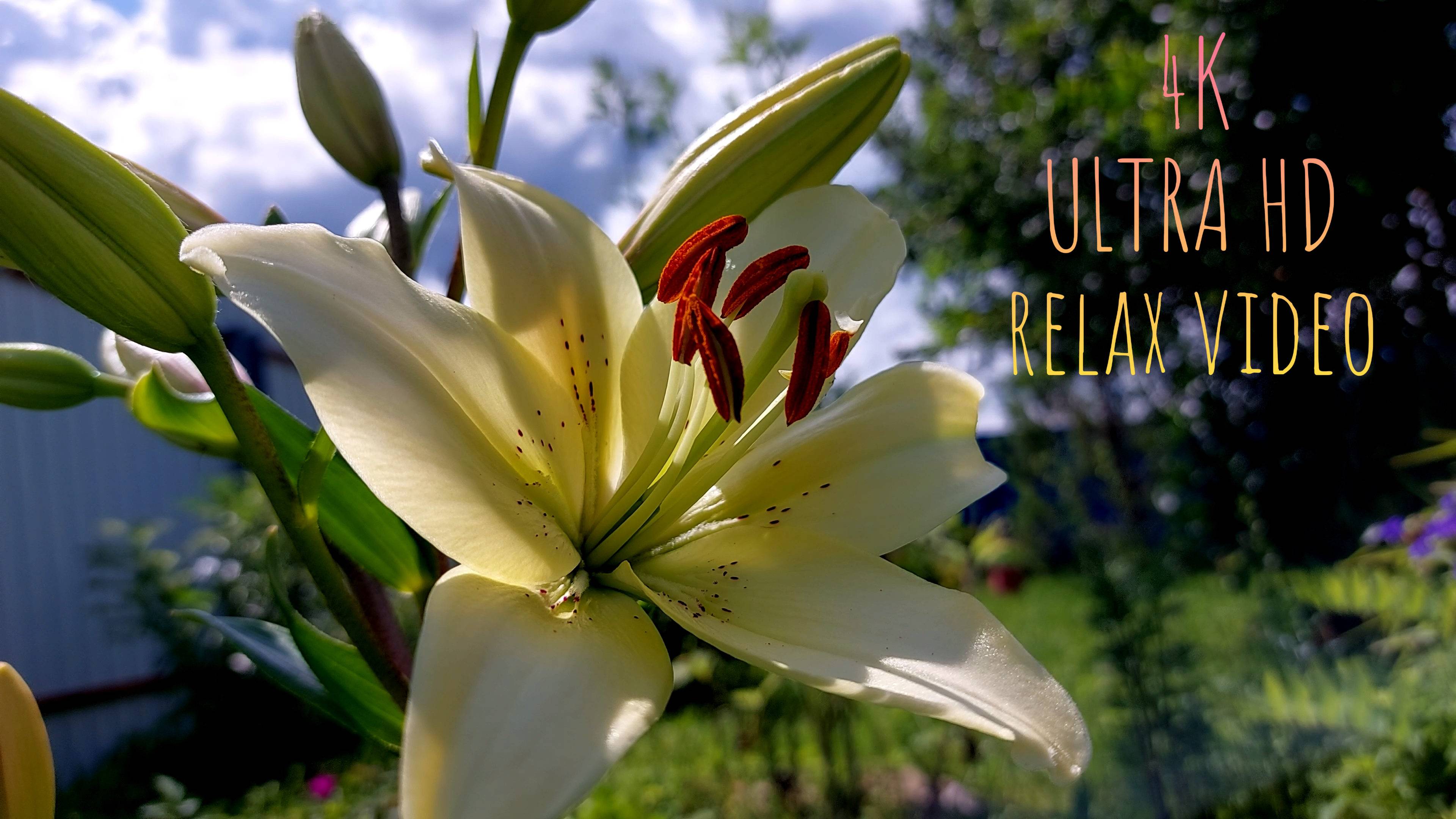 "Лилии: Симфония нежности и умиротворения"