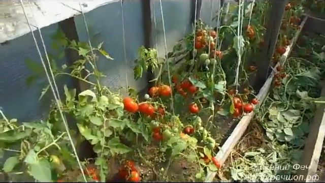 Отрывок из фильма Безрассадные помидоры