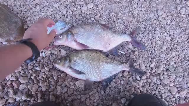 ЛОВЛЯ ЛЕЩА НА ФИДЕР. СОСЕДИ В ШОКЕ. Рыбалка на реке летом