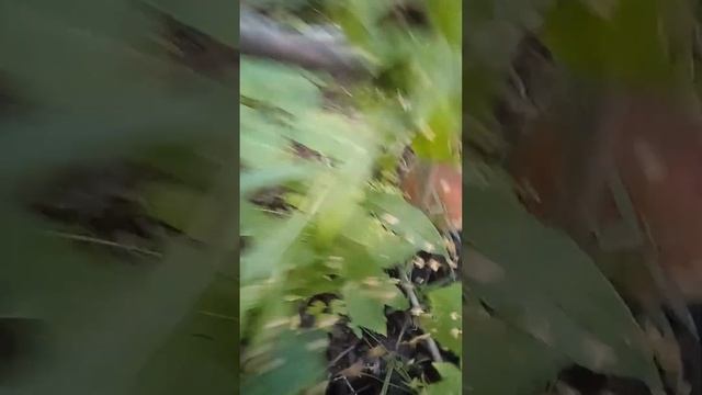 Тихая охота. Отличные находки.