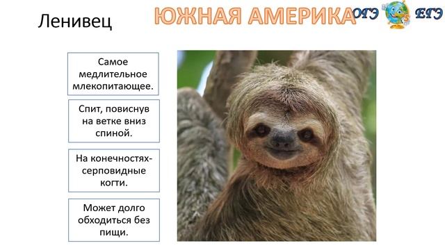 Эндемичные растения и животные